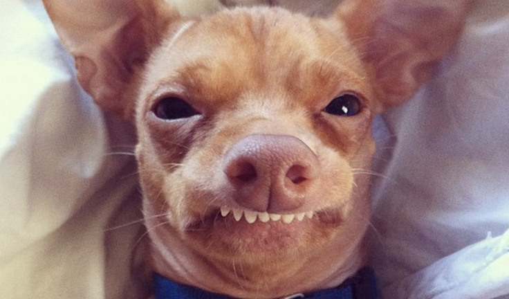 Dog Tuna Memes